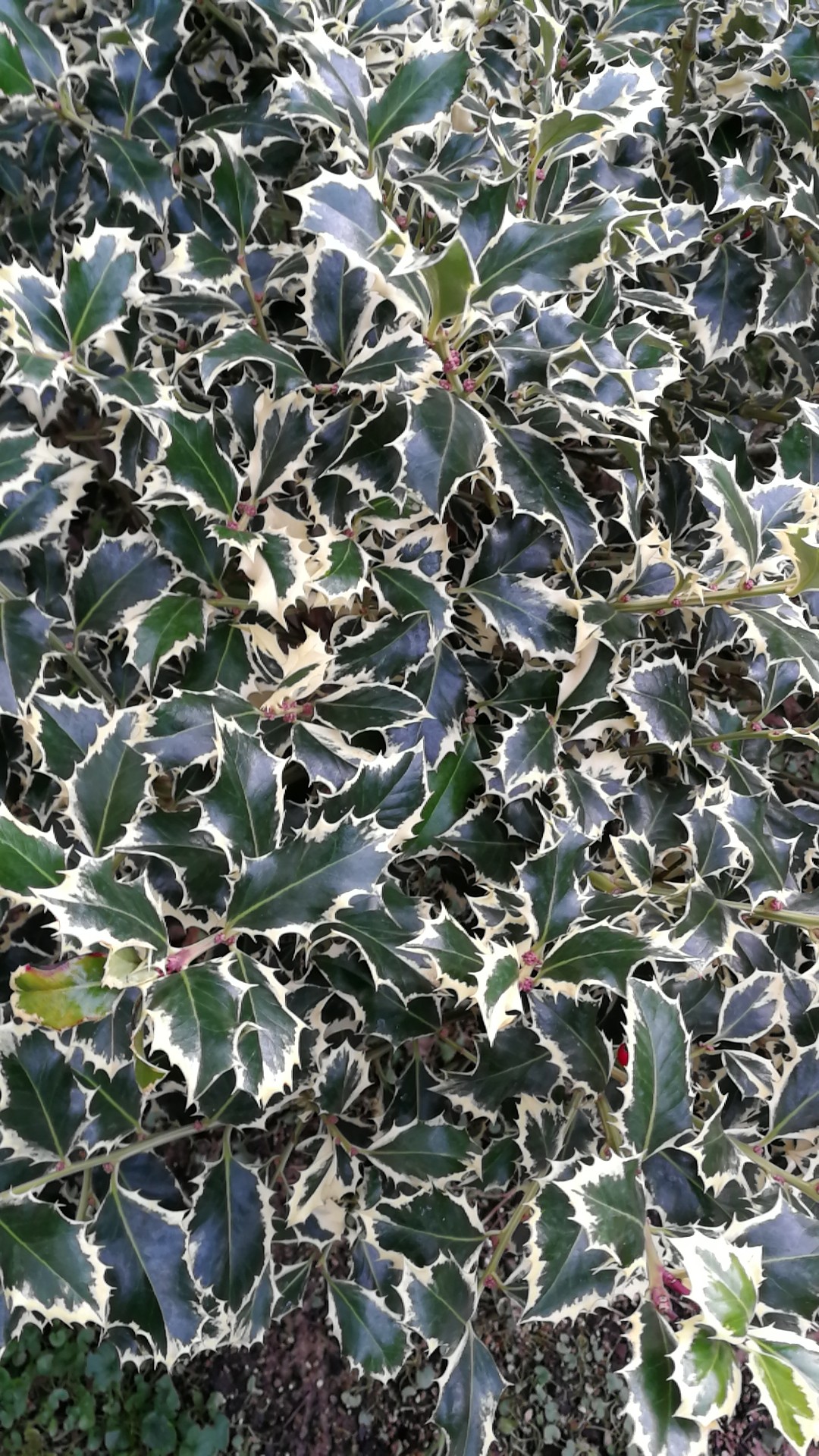 Ilex aquifolium 'Handsworth New Silver' Flower, Leaf, Uses - PictureThis