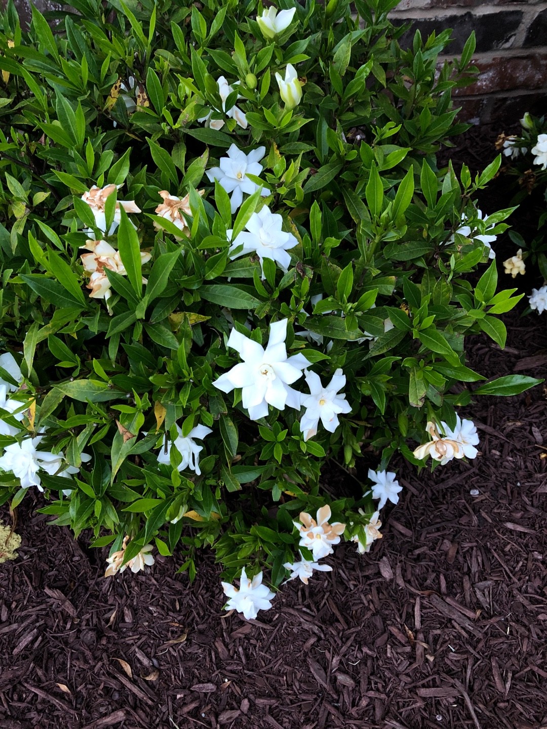 Gardenia jasminoides 'Celestial Star' - PictureThis