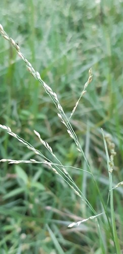 Panicum repens - PictureThis