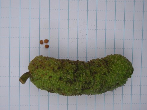 Milicia excelsa - PictureThis