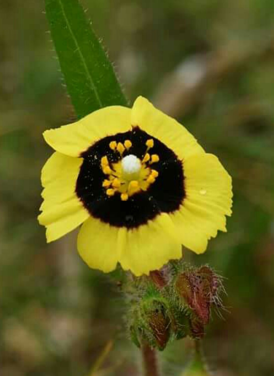 Tuberaria guttata - PictureThis