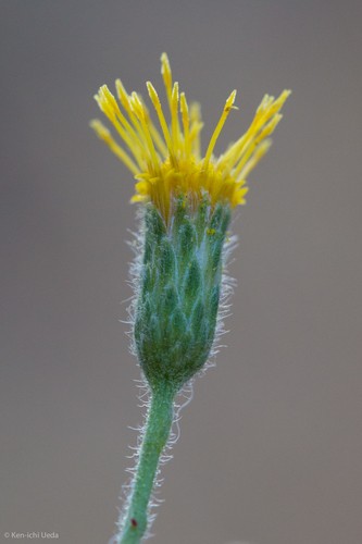 Heterotheca oregona var. scaberrima Flower, Leaf, Care, Uses - PictureThis