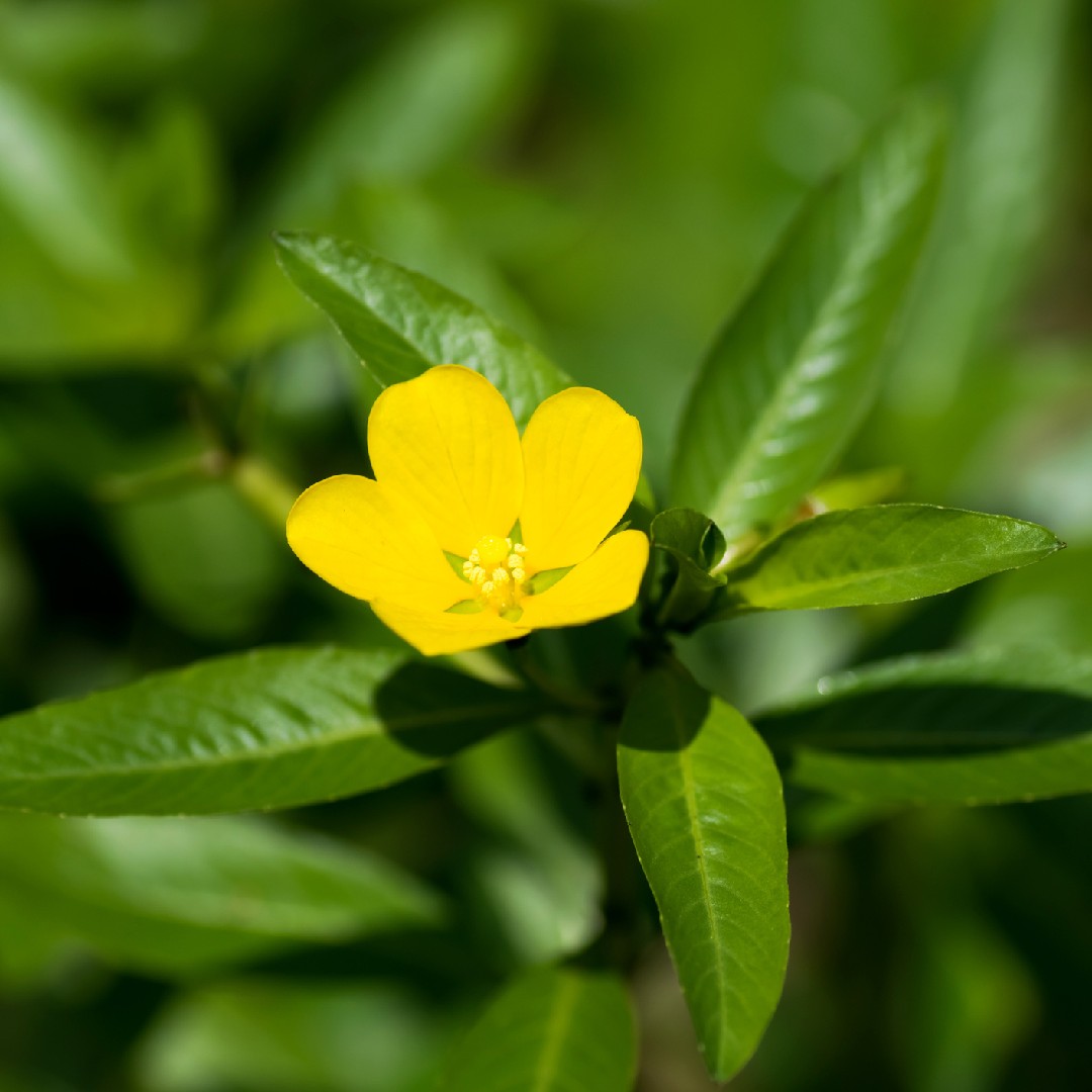 Ludwigia peploides - PictureThis