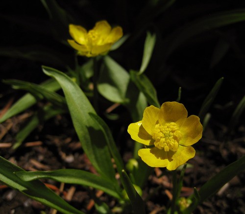 Ranunculus alismifolius - PictureThis