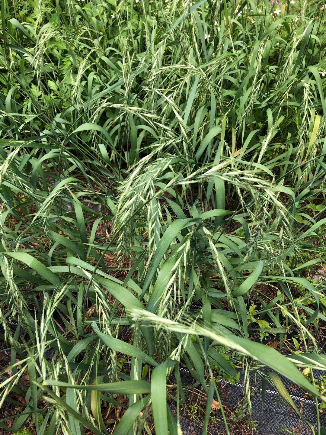 Wheatgrass (Elymus tsukushiensis) Flower, Leaf, Care, Uses - PictureThis