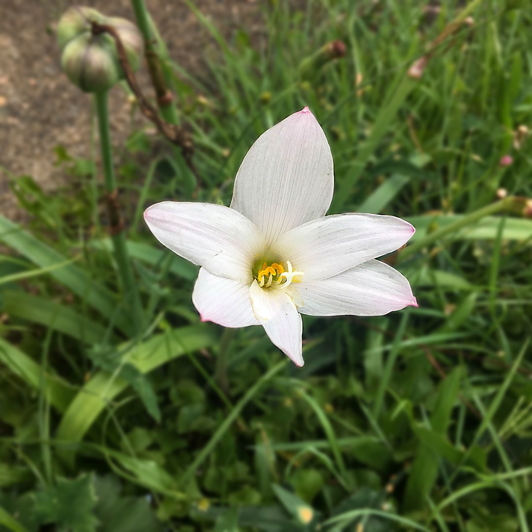 Habranthus robustus - PictureThis