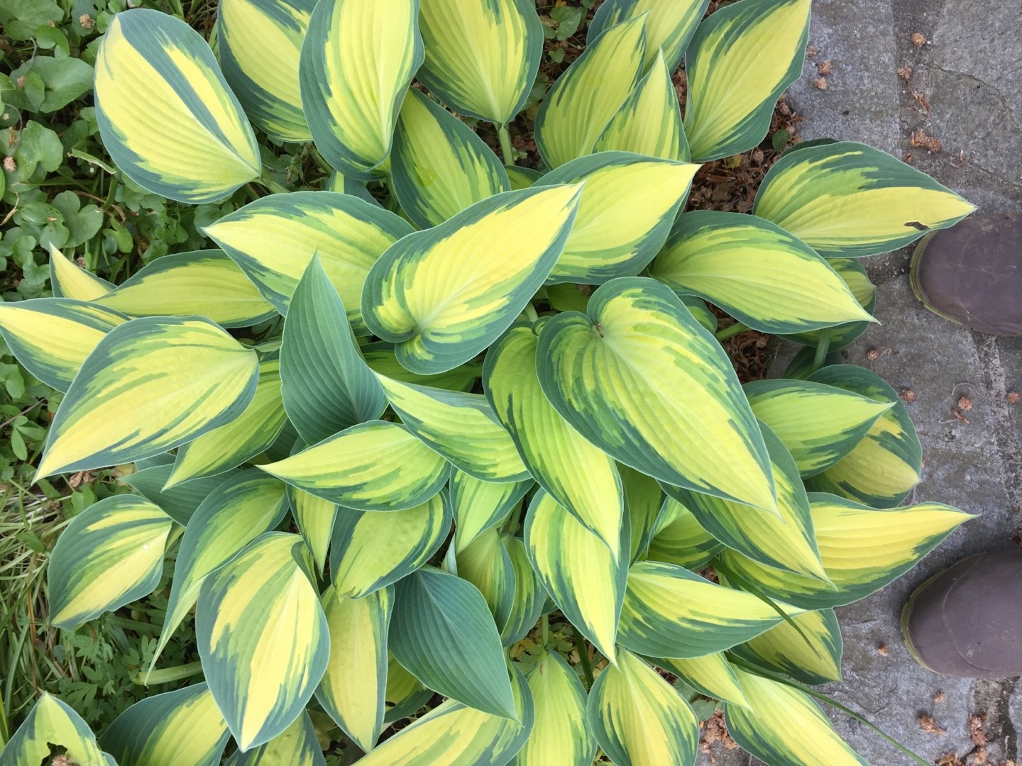 PictureThis - (Hosta 'Magic Island') Hosta 'Magic Island'