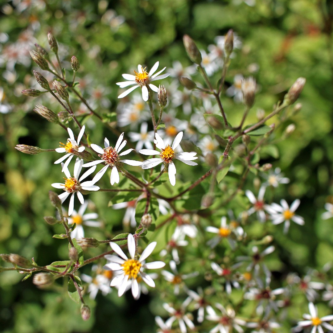Eurybia macrophylla - PictureThis