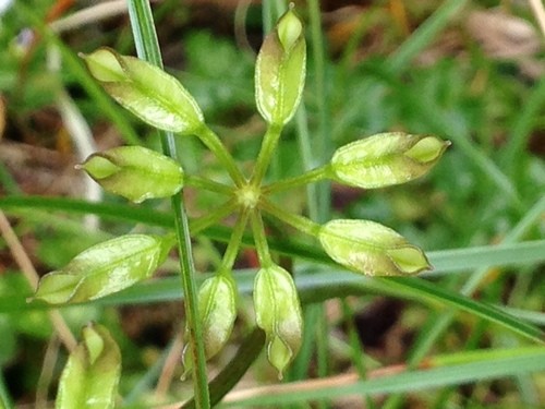 Coptis aspleniifolia - PictureThis