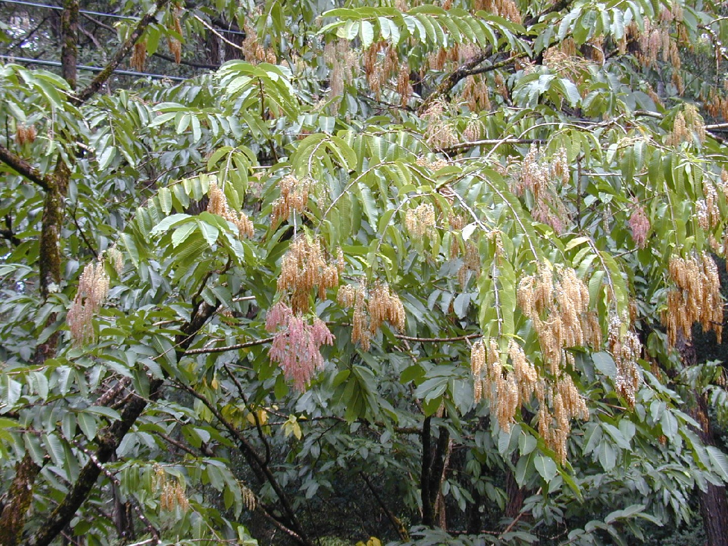 Terminalia myriocarpa - PictureThis
