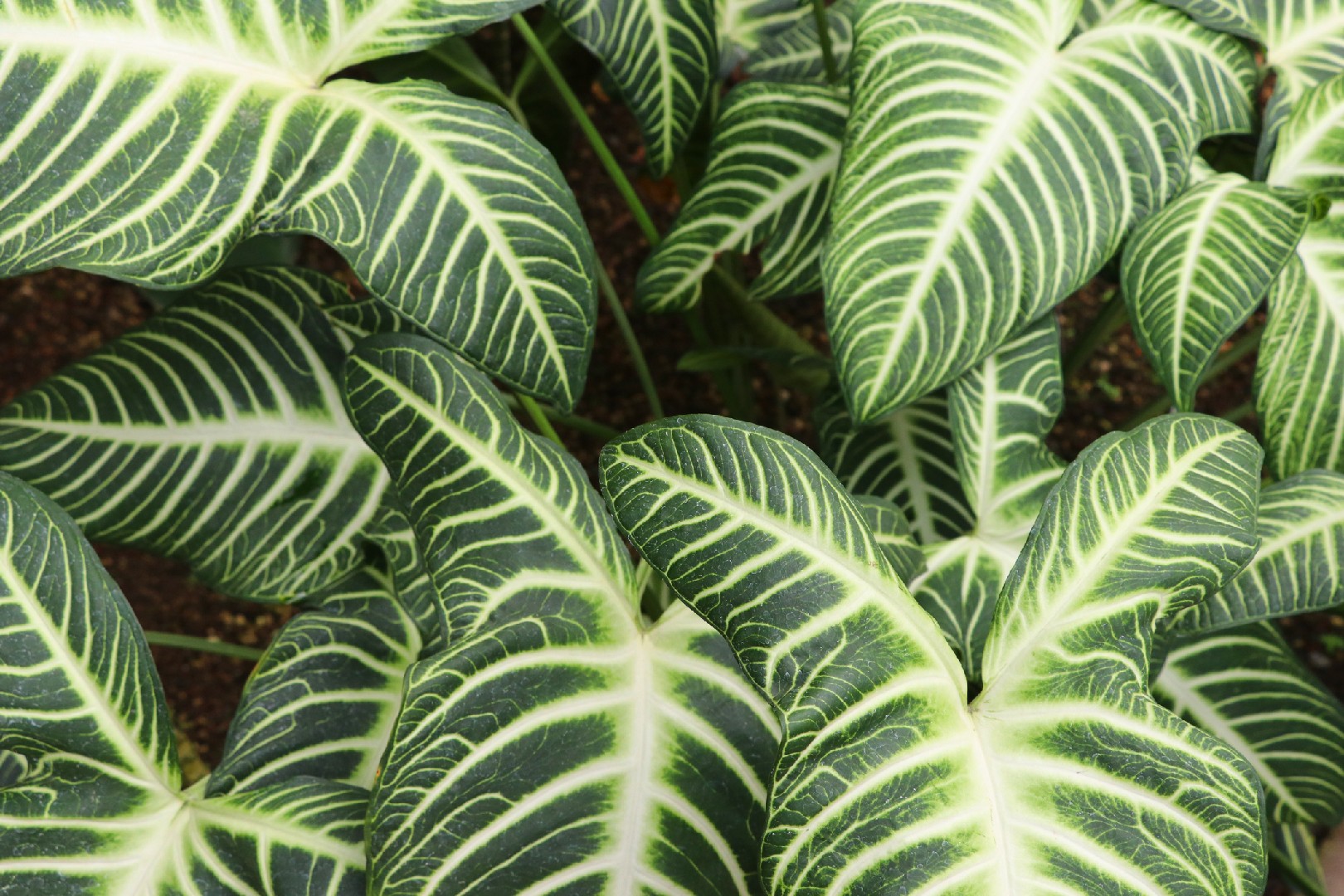 Caladium lindenii - PictureThis