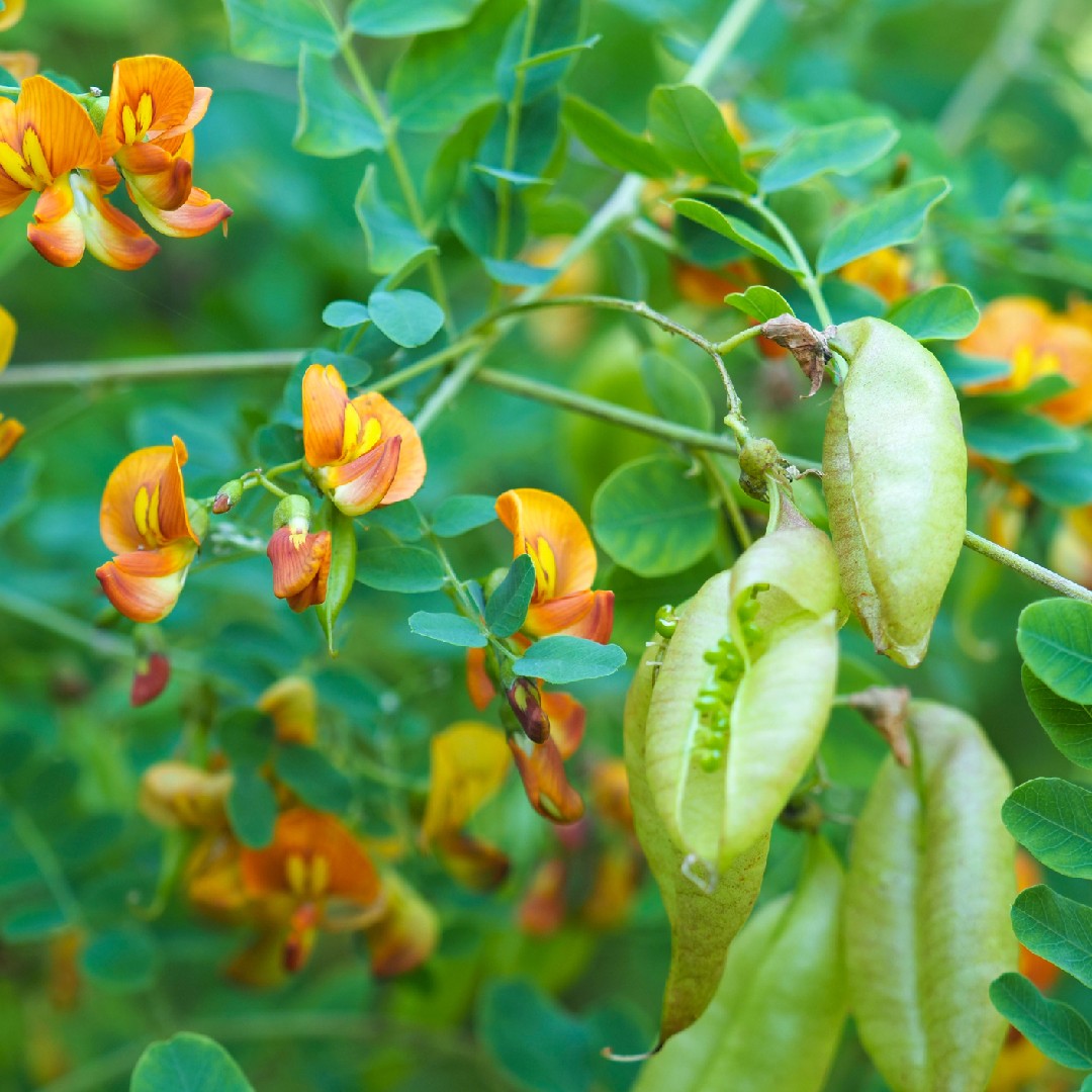 Espantalobos (Colutea arborescens) - PictureThis