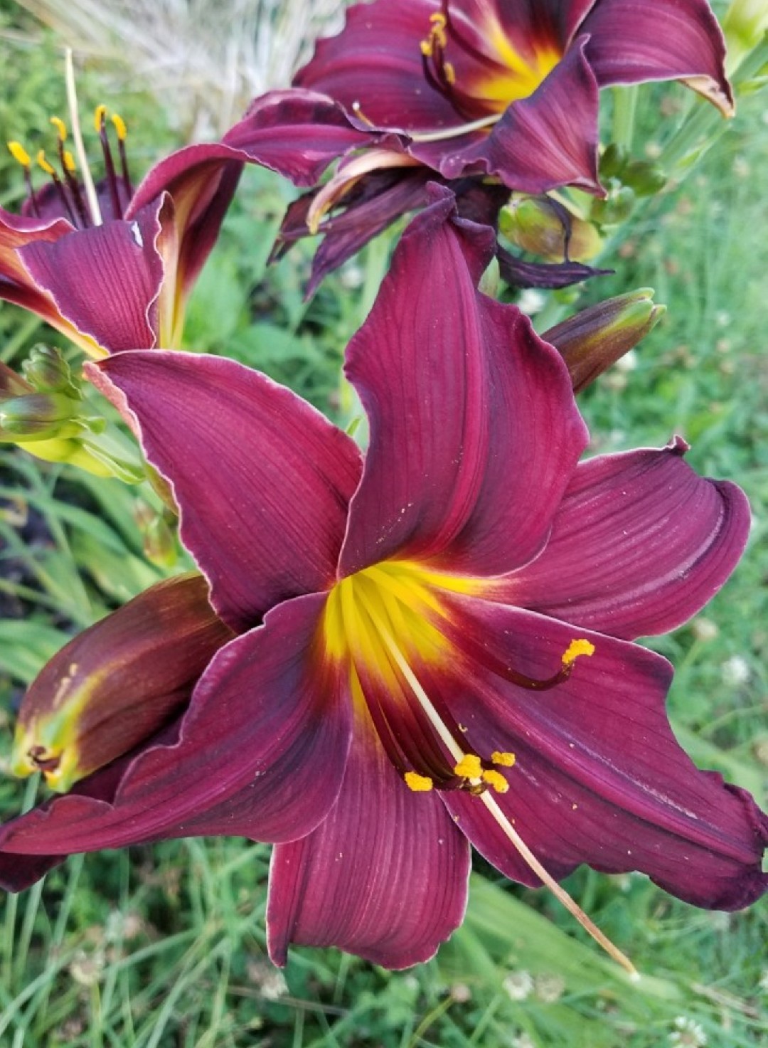 Hemerocallis 'American Revolution' - PictureThis