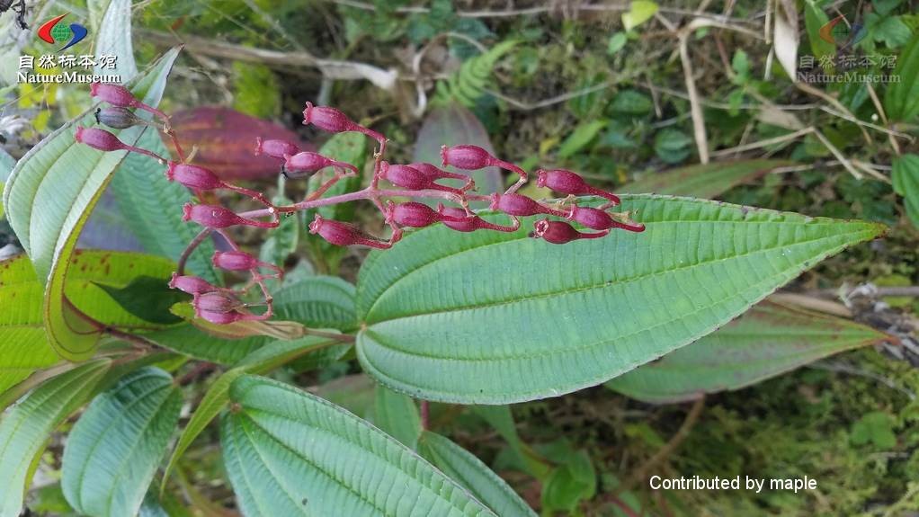 Oxyspora paniculata 照顧，繁殖，開花時間 - PictureThis