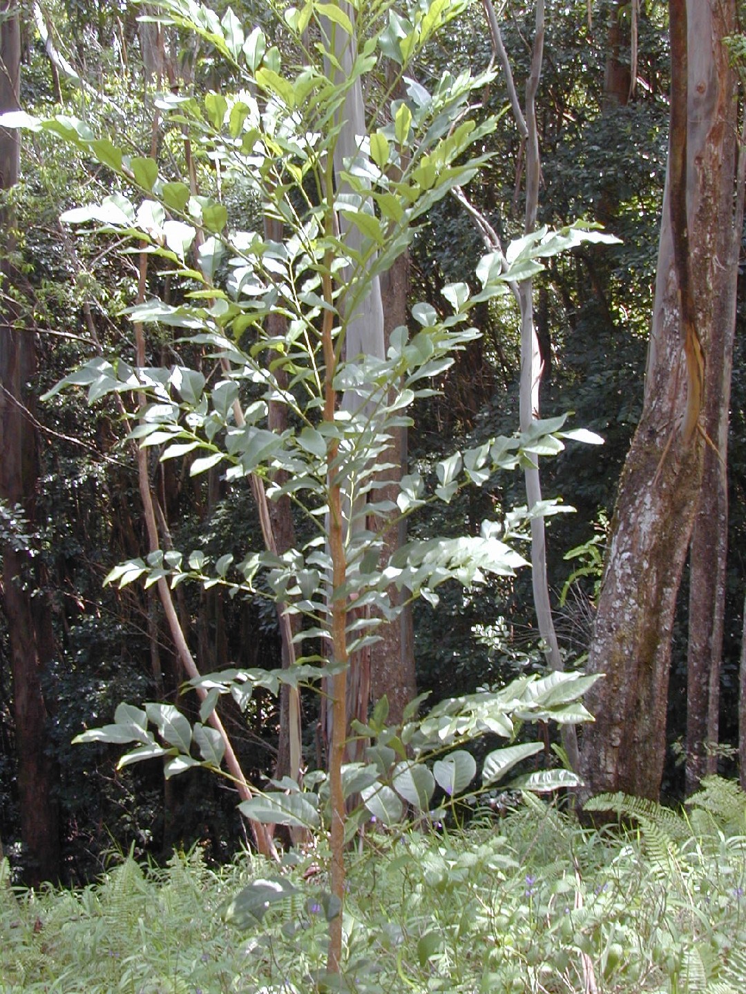 Flindersia brayleyana - PictureThis