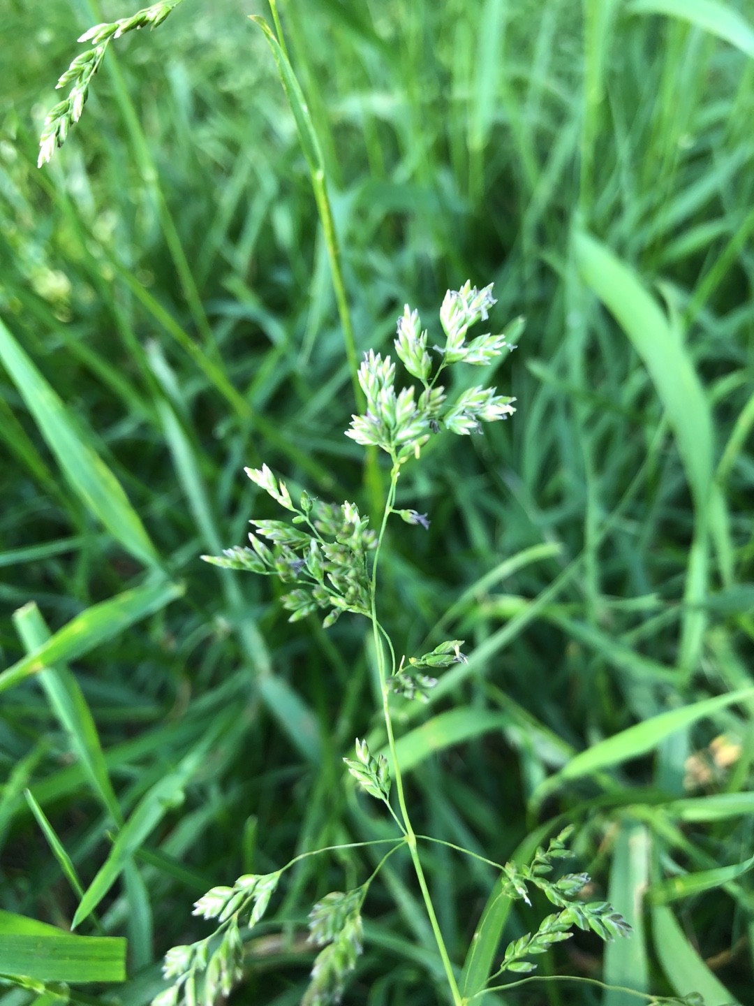 Rough bluegrass (Poa trivialis) Flower, Leaf, Care, Uses - PictureThis