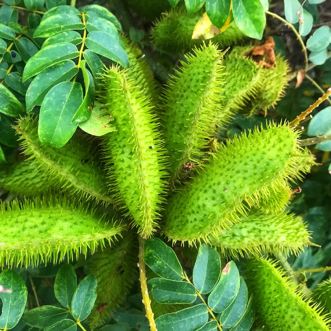 Do knicker nut get thorns? - PictureThis