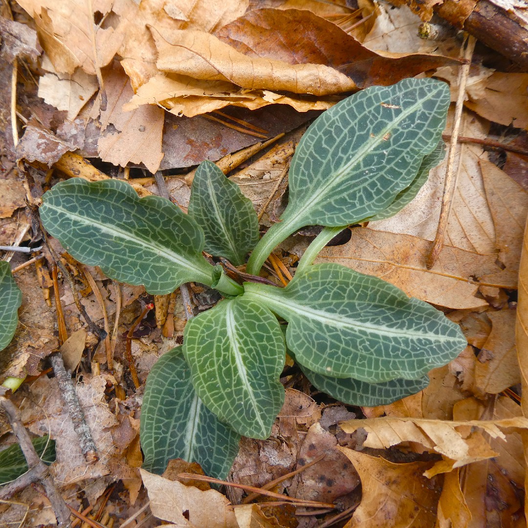 Goodyera pubescens - PictureThis