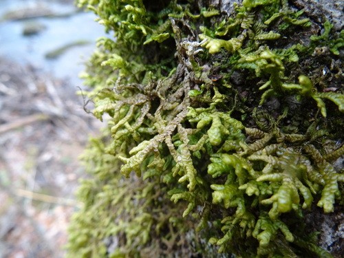 Porella platyphylla - PictureThis
