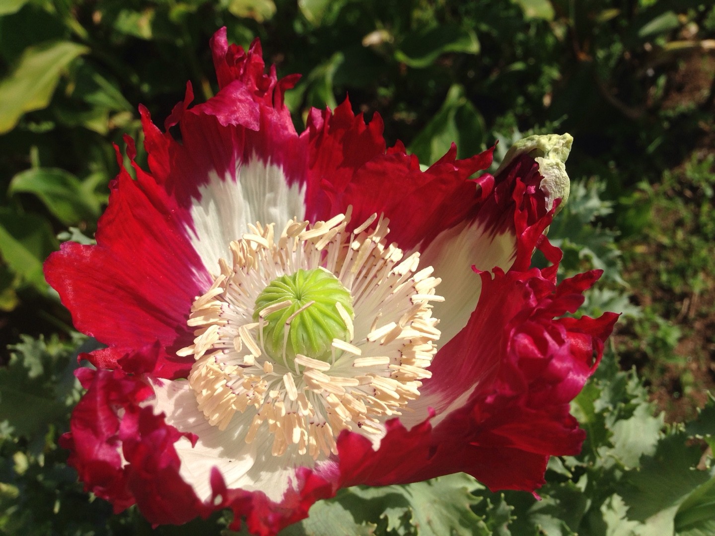 Papaver somniferum 'Danish Flag' Flower, Leaf, Uses - PictureThis