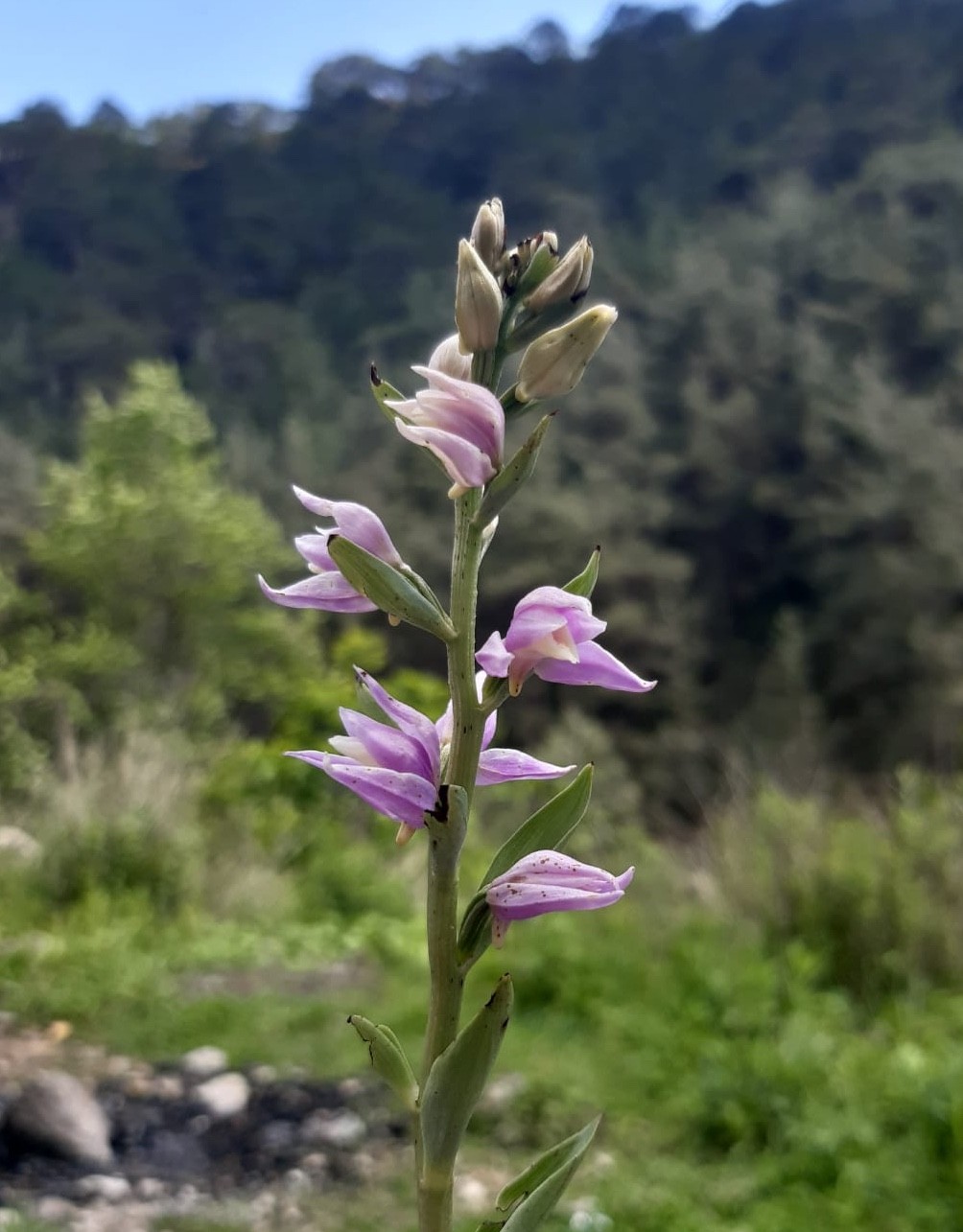 Cephalanthera - PictureThis