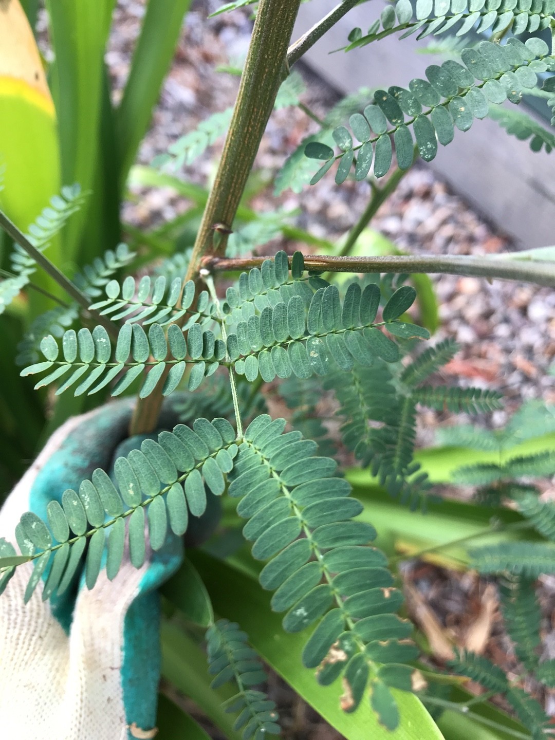 Die 8 häufigsten Pflanzen in Kongo (Kinshasa), Ituri, Bunia - PictureThis