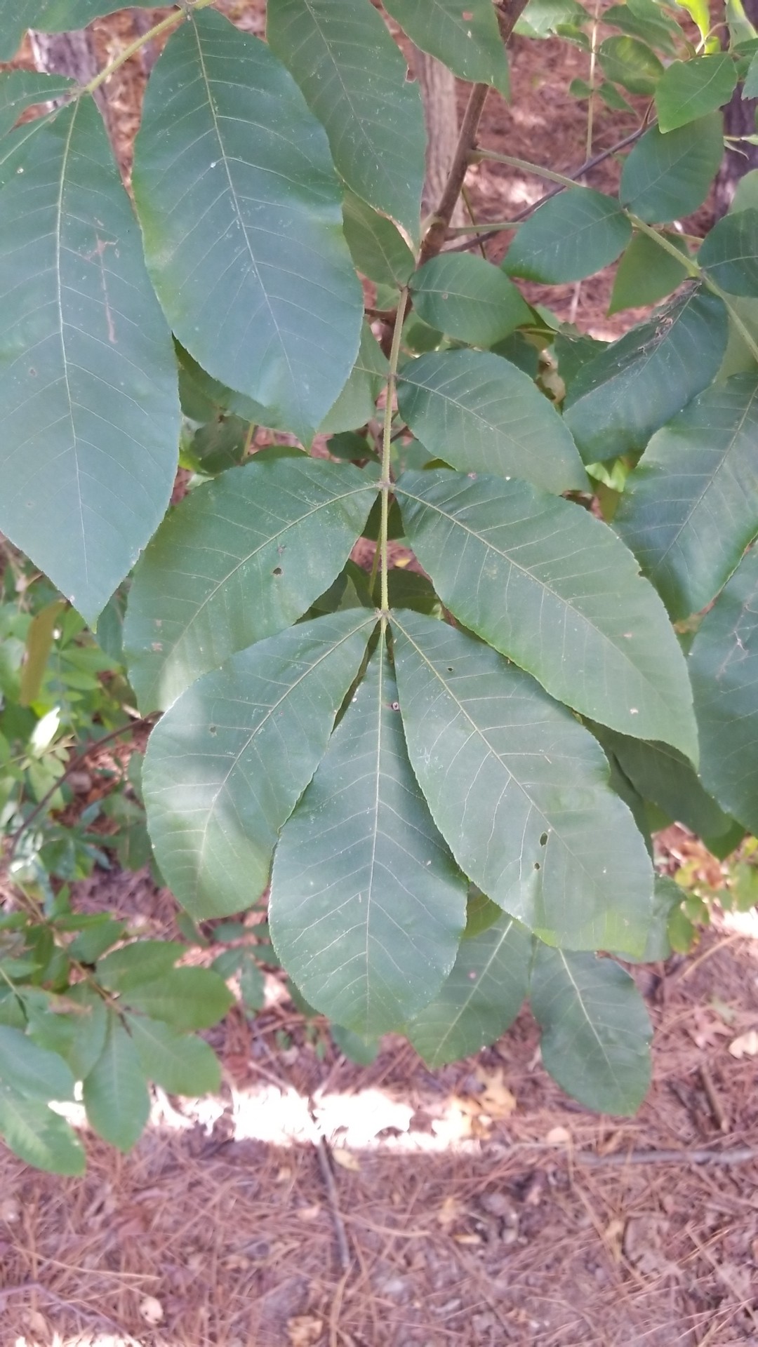 Carya alba - PictureThis