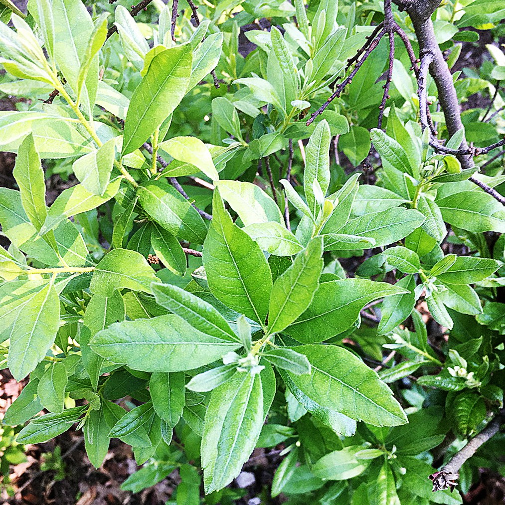 Morella caroliniensis - PictureThis