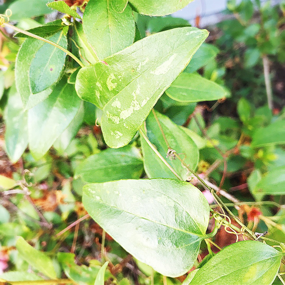 Smilax glauca - PictureThis