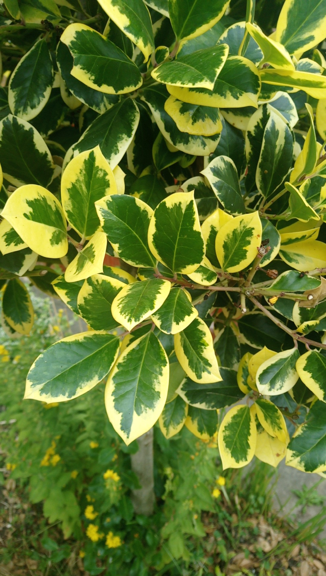 Падуб (Ilex) - PictureThis