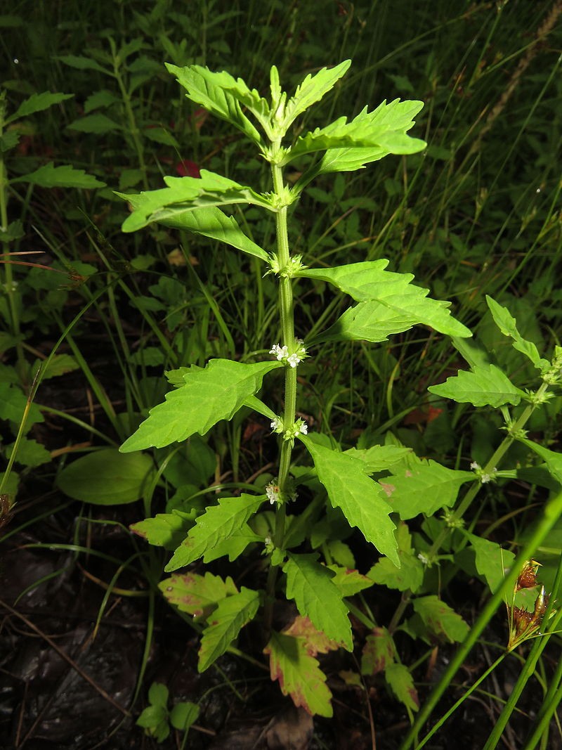 Lycopus cavaleriei - PictureThis