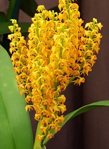 Polystachya concreta - PictureThis