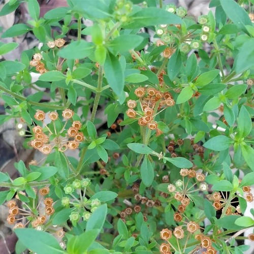 Pomax umbellata Flower, Leaf, Care, Uses - PictureThis