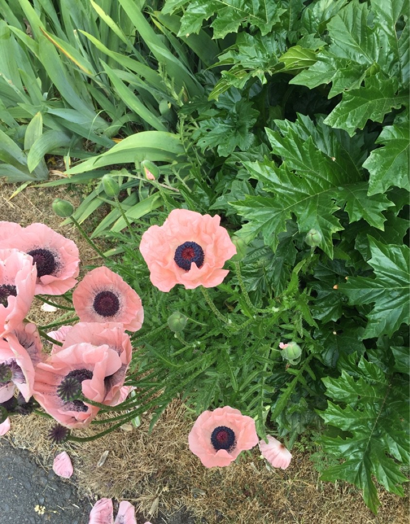 Poppies (Papaver) - PictureThis