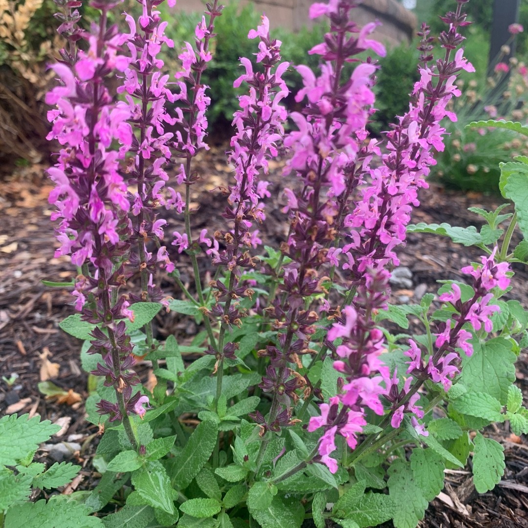 Salvia nemorosa 'Sensation Rose' (Salvia nemorosa 'Sensation Rose ...