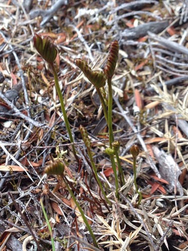Schizaea bifida - PictureThis