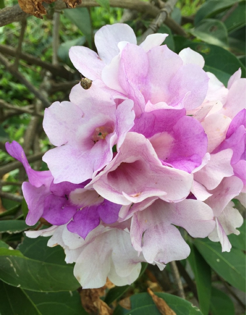 กระเทียมเถา (Mansoa alliacea) - PictureThis