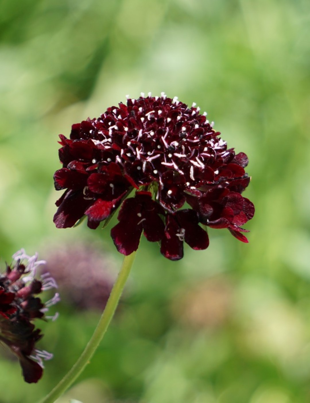 PictureThis - Scabiosa atropurpurea 'Black Knight'