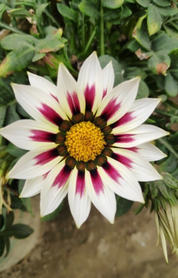 Gazania splendens 'New Day Rose Stripe' - PictureThis