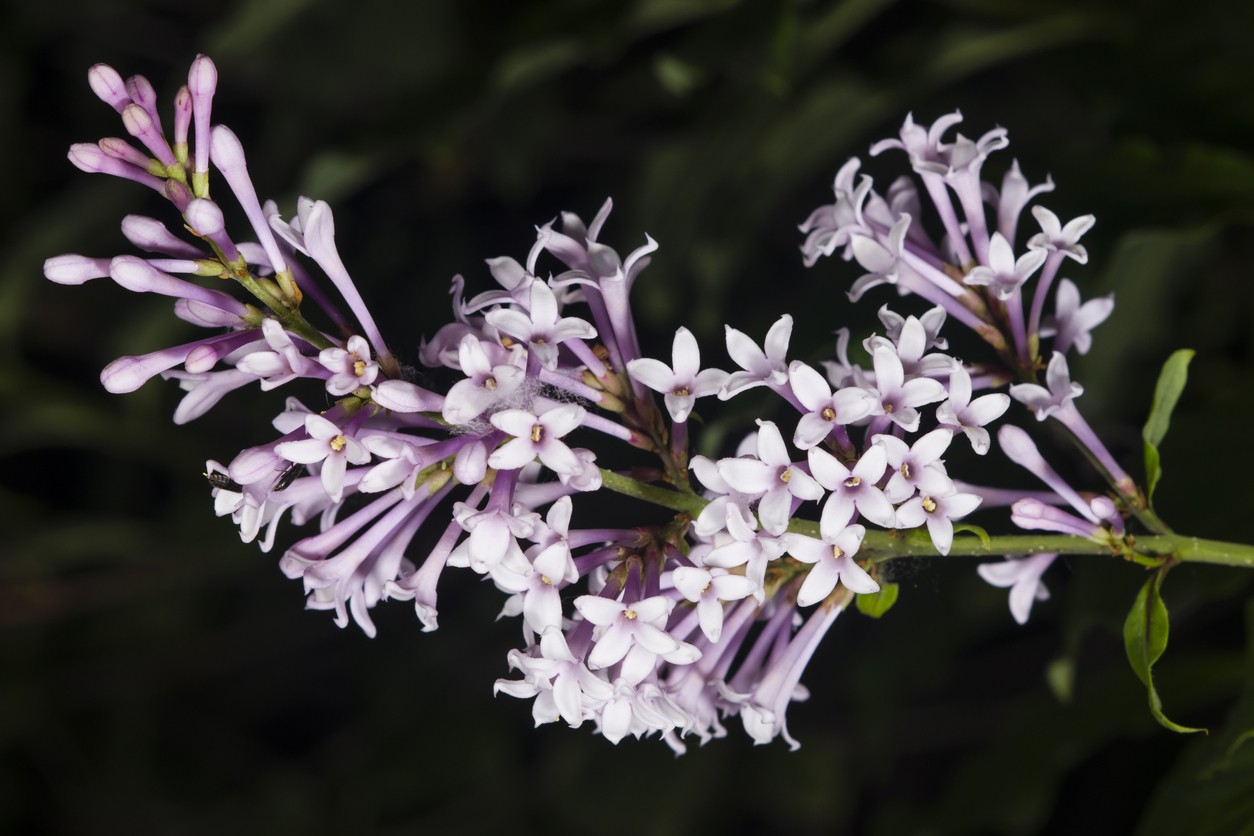 Syringa Microphylla Floraison: Syringa Microphylla Superba Fleurs – WHKRQ