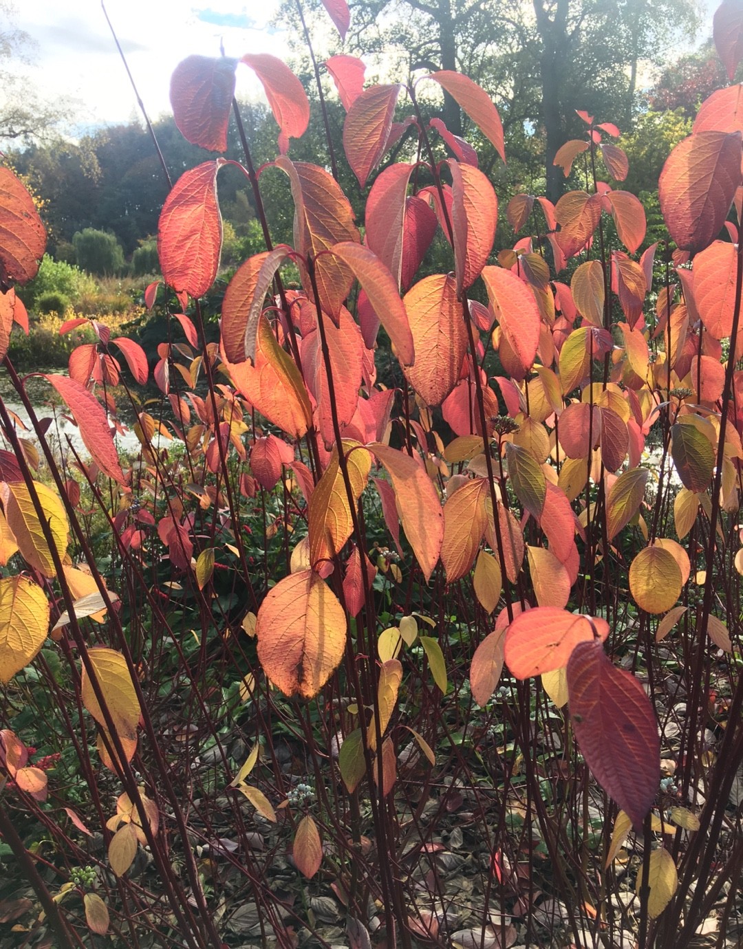 Cornus (Cornus) - PictureThis