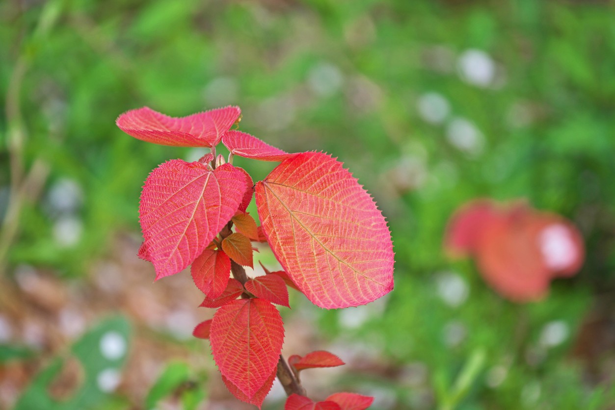 Alchornea (Alchornea) Flower, Leaf, Uses - PictureThis