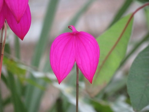 Masdevallia coccinea - PictureThis