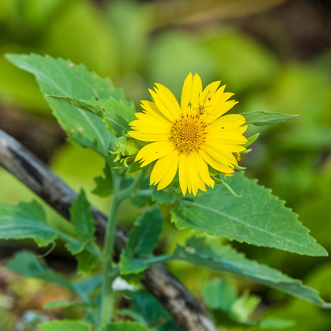 Verbesina encelioides - PictureThis