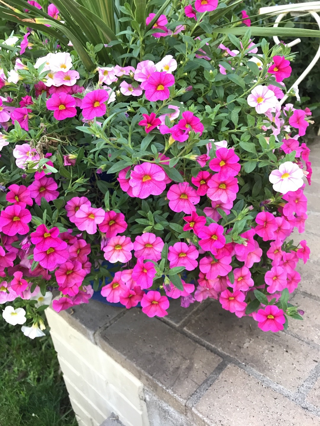 Calibrachoa 'Superbells Pink' - PictureThis