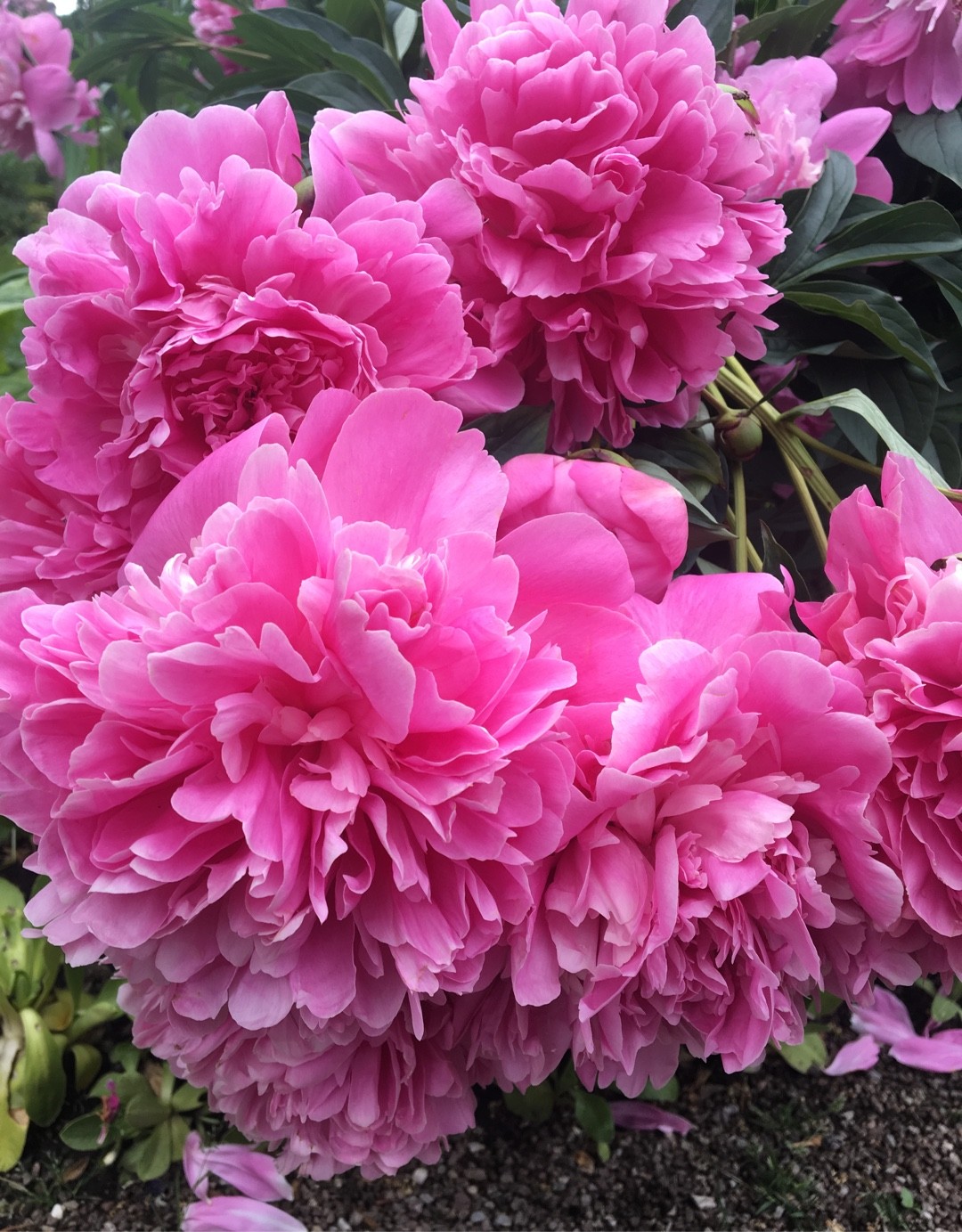 Paeonia lactiflora 'Edulis Superba' - PictureThis