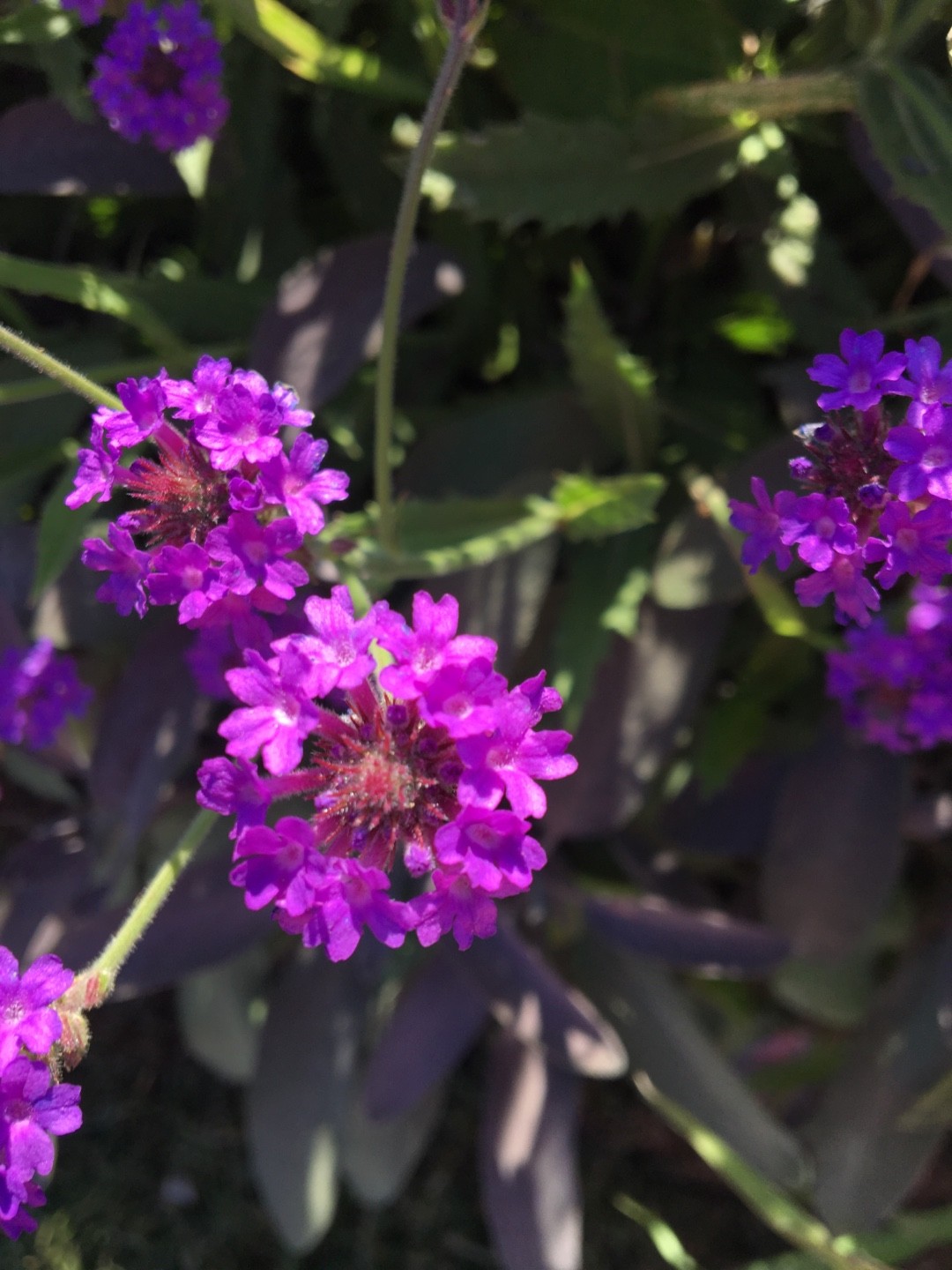 Verbena rigida 'Santos' (Verbena rigida 'Santos') - PictureThis