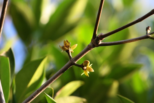 Rhizophora apiculata - PictureThis