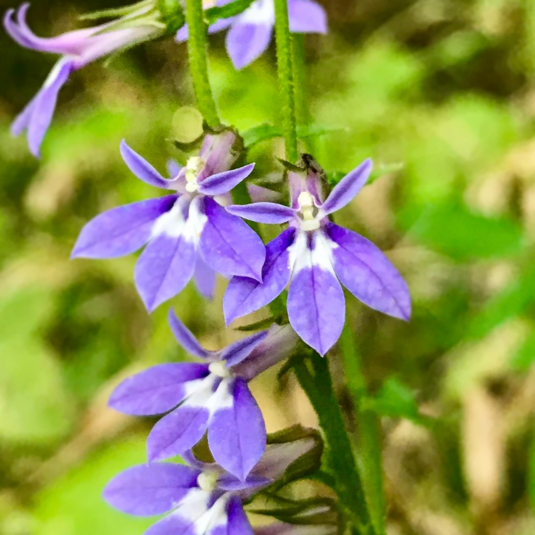 Lobelia puberula - PictureThis