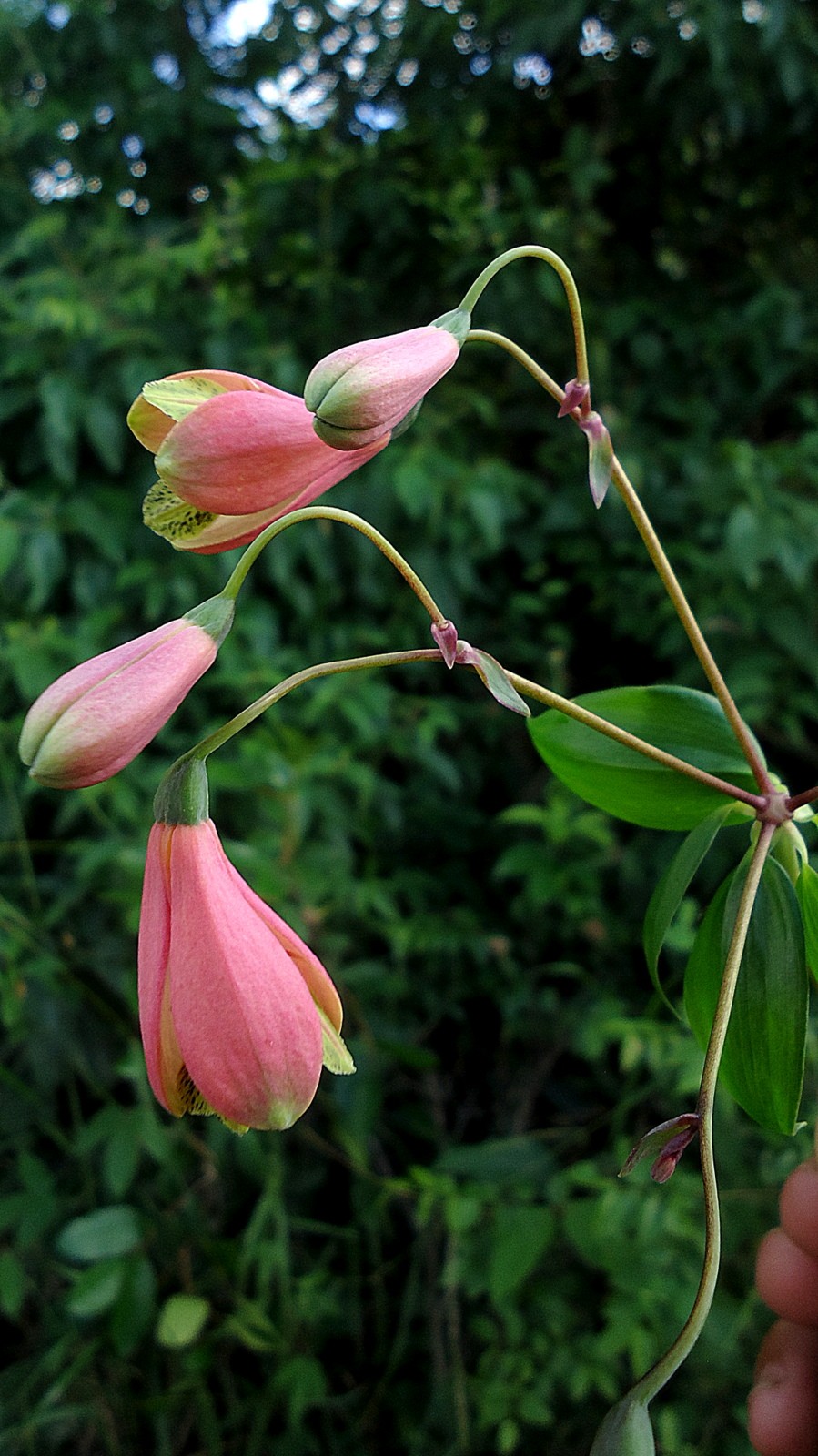 Bomarea edulis - PictureThis